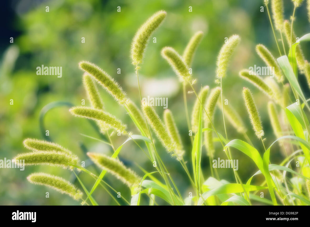 Millet crop panicum miliaceum hi-res stock photography and images - Alamy
