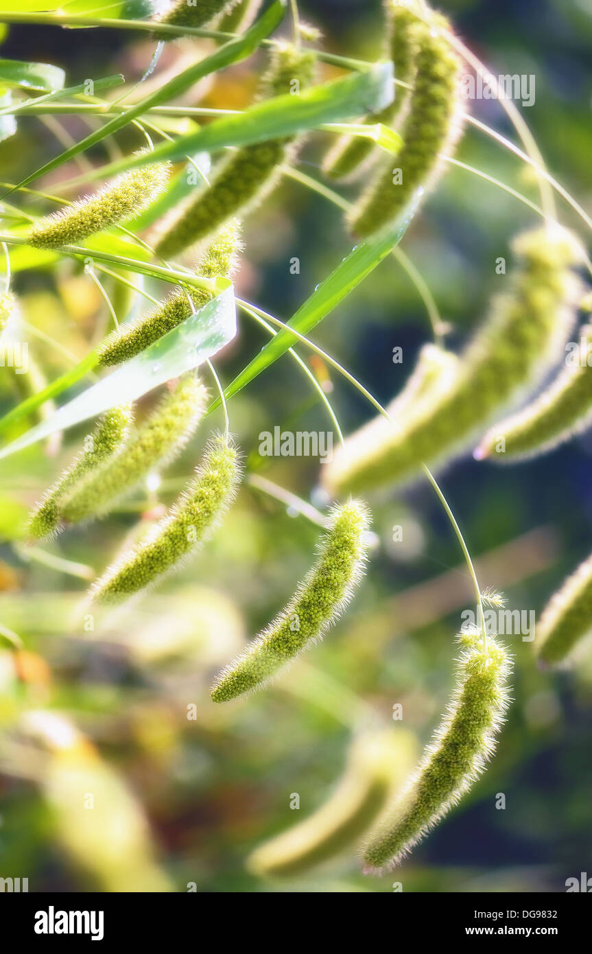 Millet crop panicum miliaceum hi-res stock photography and images - Alamy