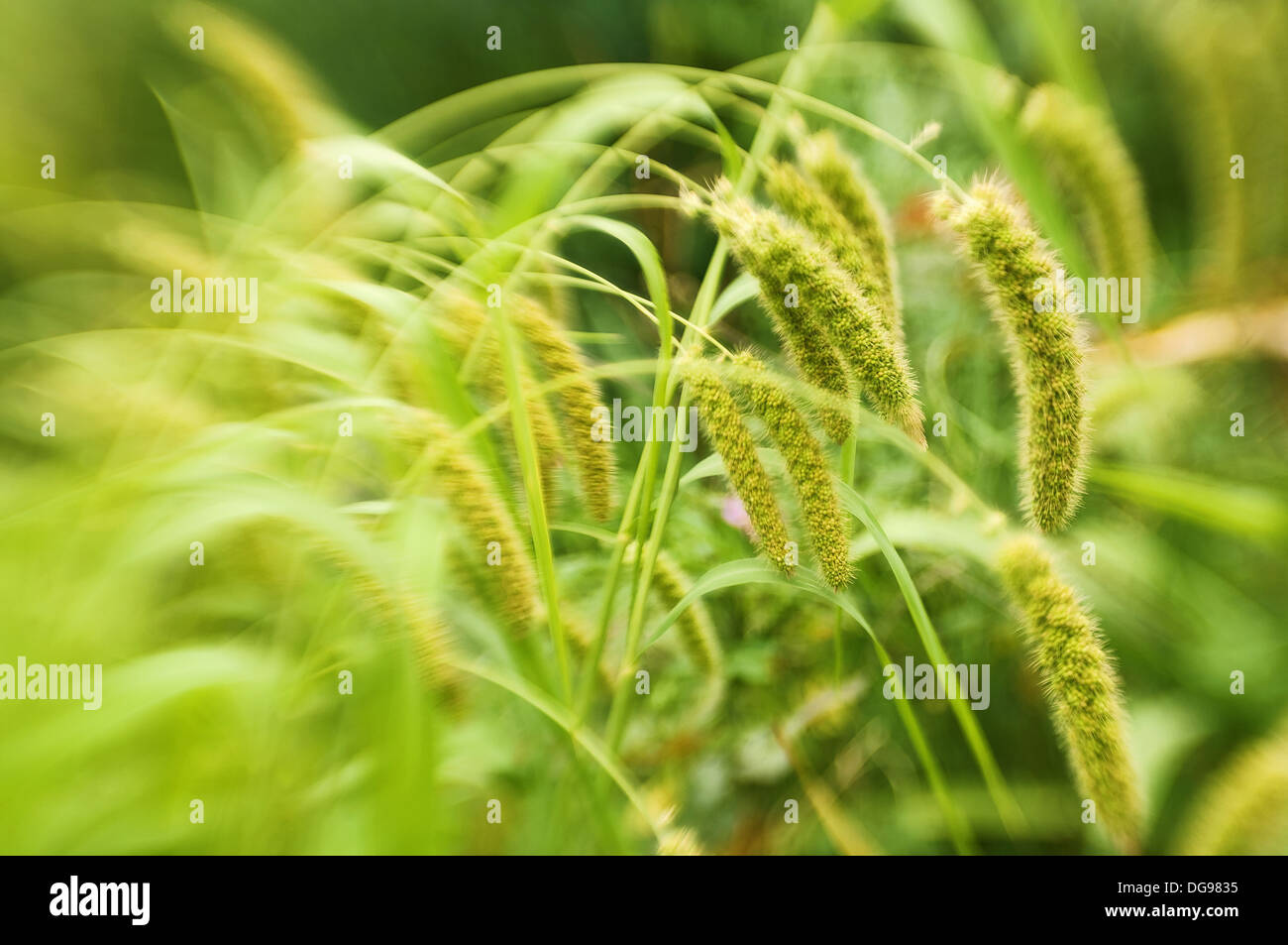 Millet crop panicum miliaceum hi-res stock photography and images - Alamy