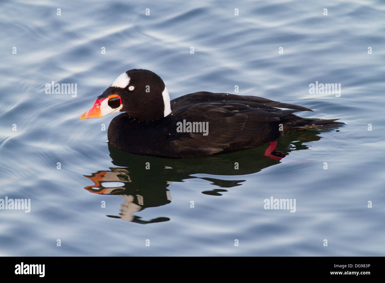 Surf Scoter Duck drake .Bolsa Chica Wetlands,California Stock Photo - Alamy