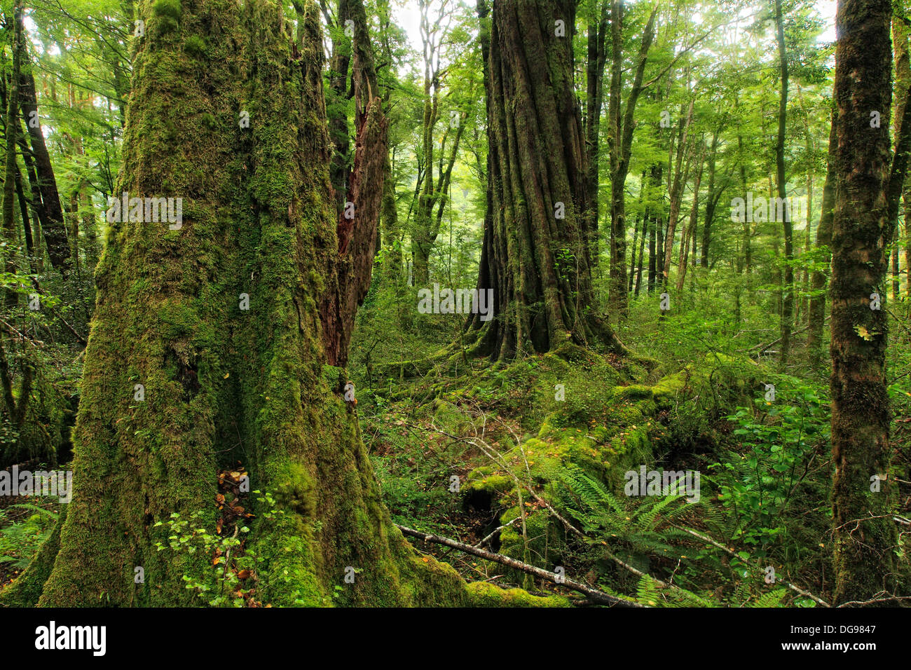 New zealand native forest hi-res stock photography and images - Alamy