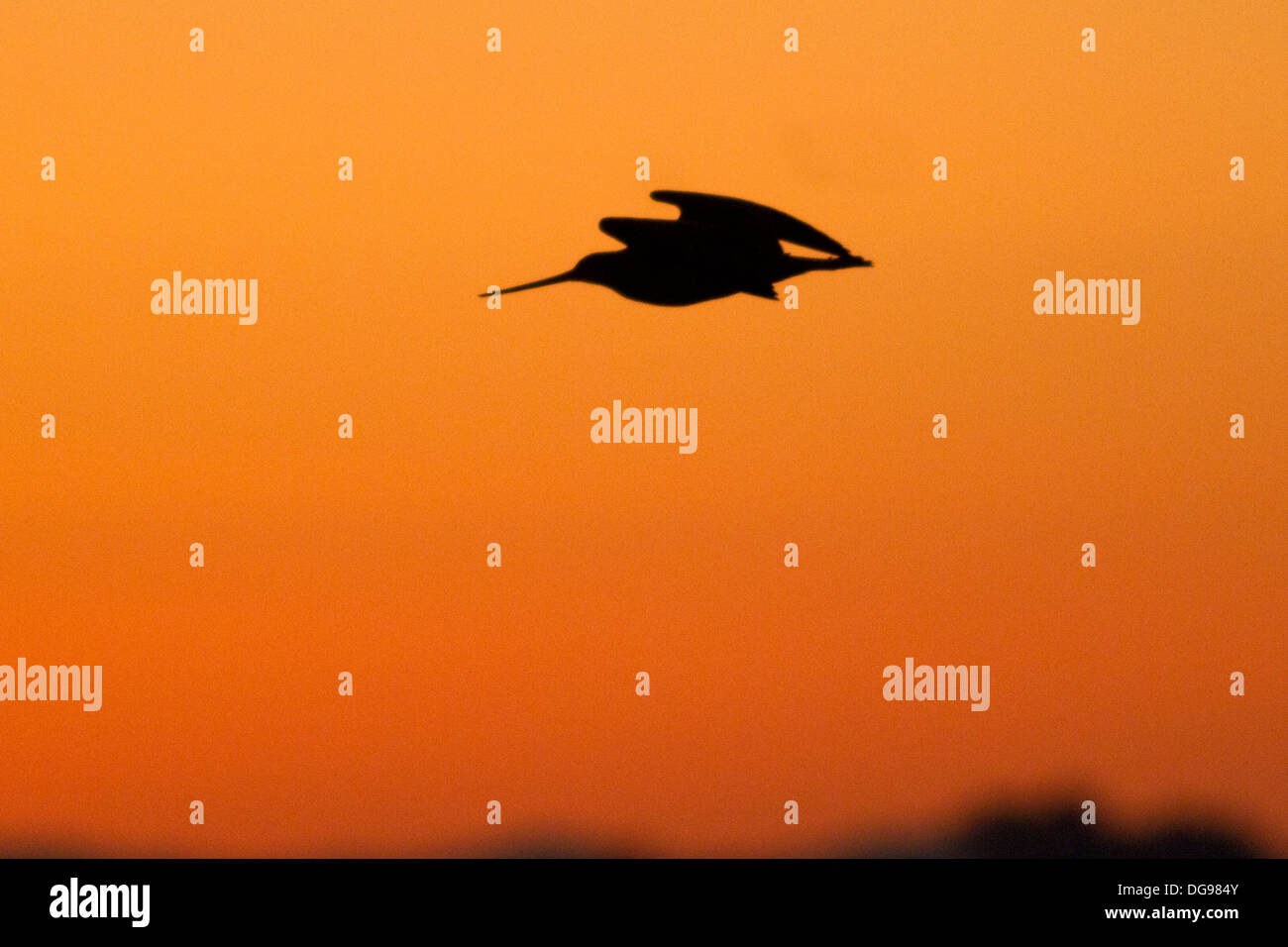 Marbled godwit in flight hi-res stock photography and images - Alamy