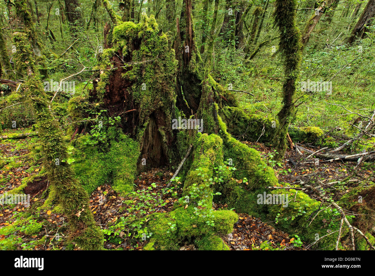 New zealand native forest hi-res stock photography and images - Alamy