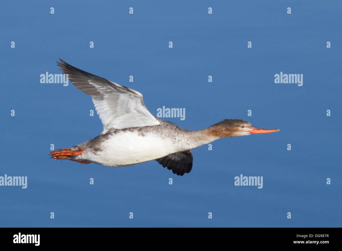 Hen Red Breasted Merganser