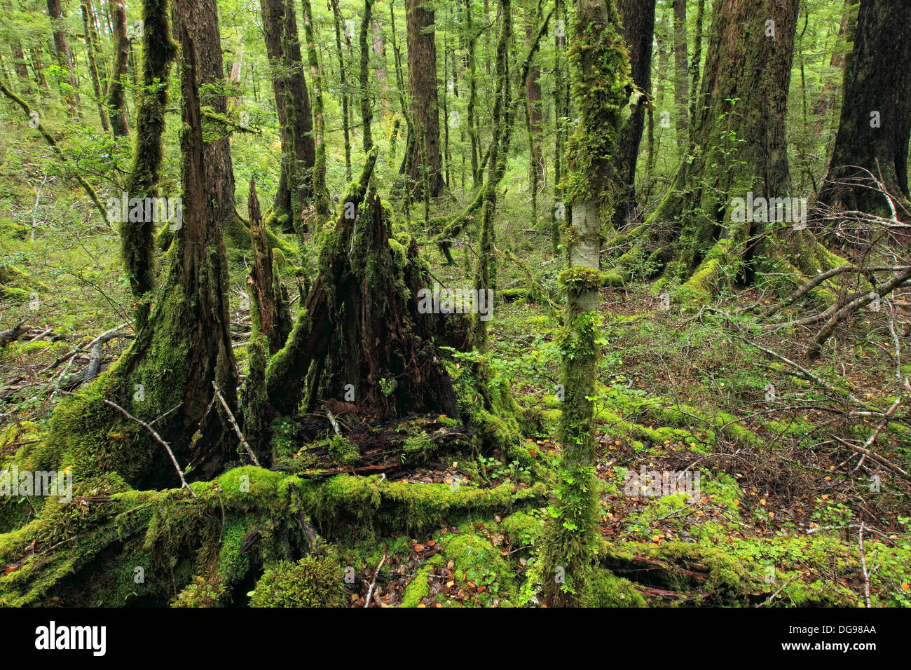Native forest around Maruia river valley Stock Photo - Alamy