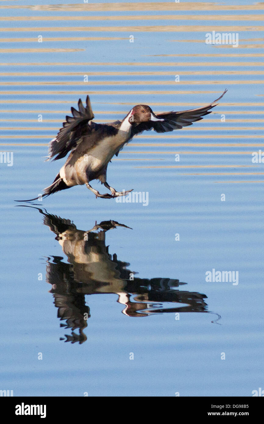 Northern Pintail Duck drake landing with full reflection.(Anas acuta ...