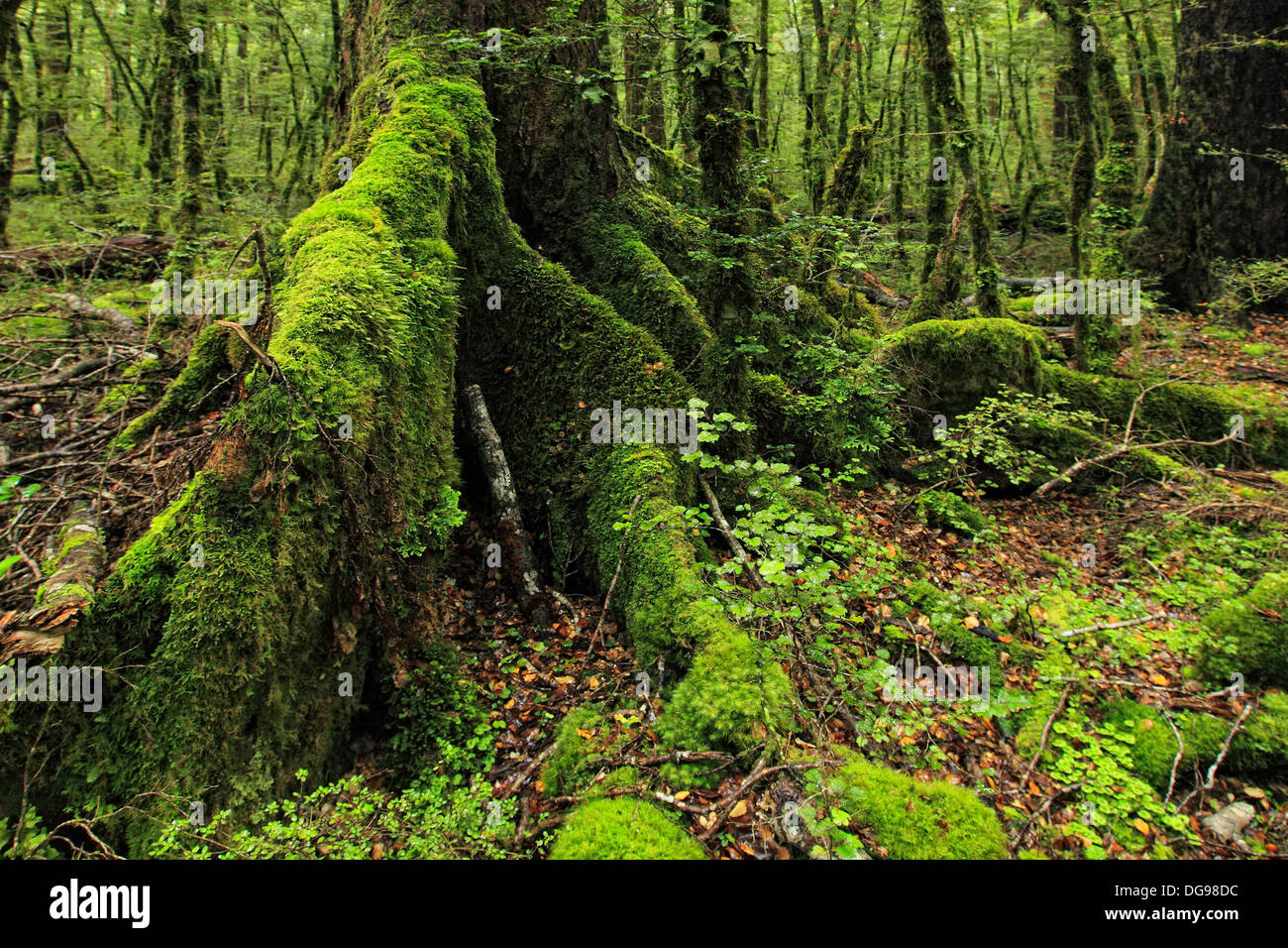 Native forest around Maruia river valley Stock Photo - Alamy