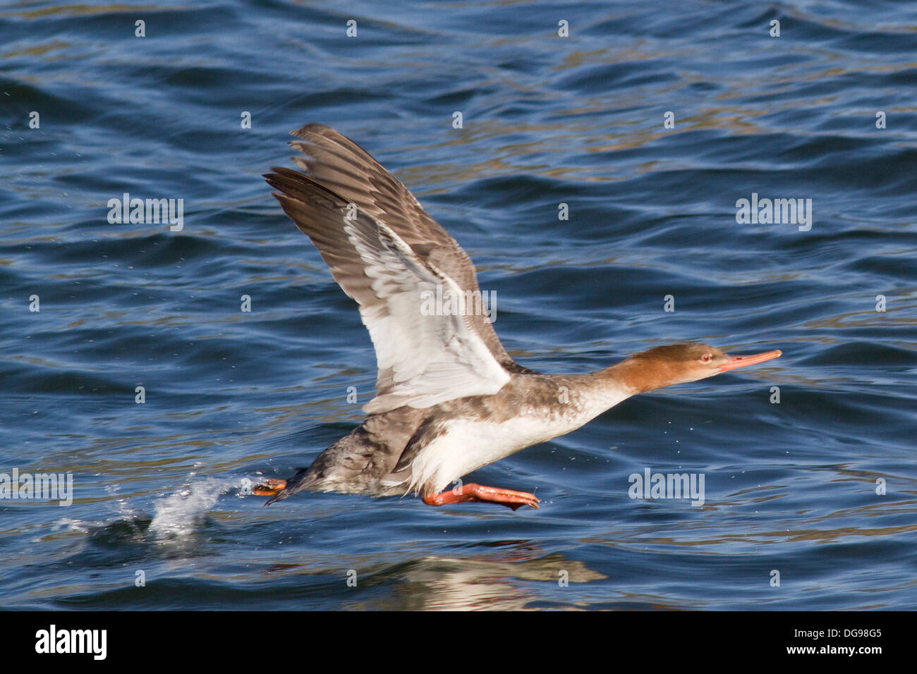 Water hen species hi-res stock photography and images - Alamy