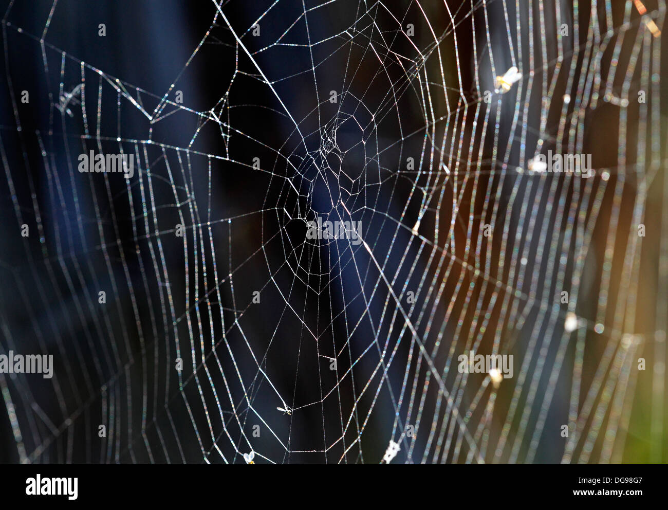 Spider web in the rain Stock Photo - Alamy