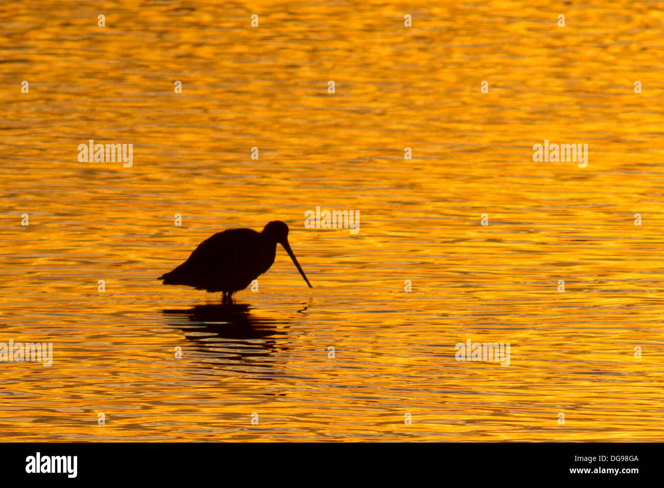 Shoe birds in silhouette in the water at sunrise.Bolsa Chica Wetlands ...