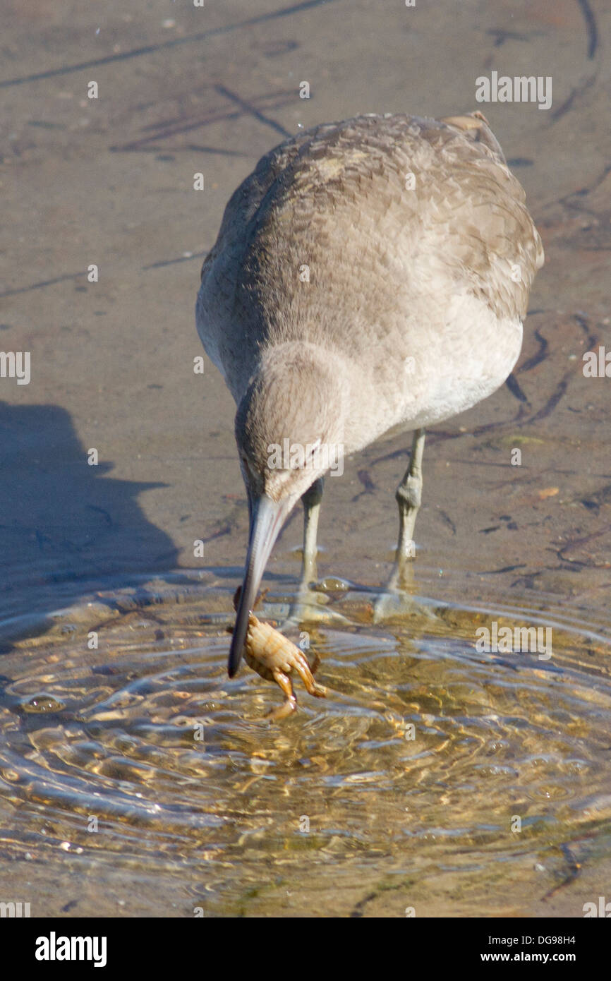 Willet in the water with a crab in it's bill.(Catoptrophorus ...