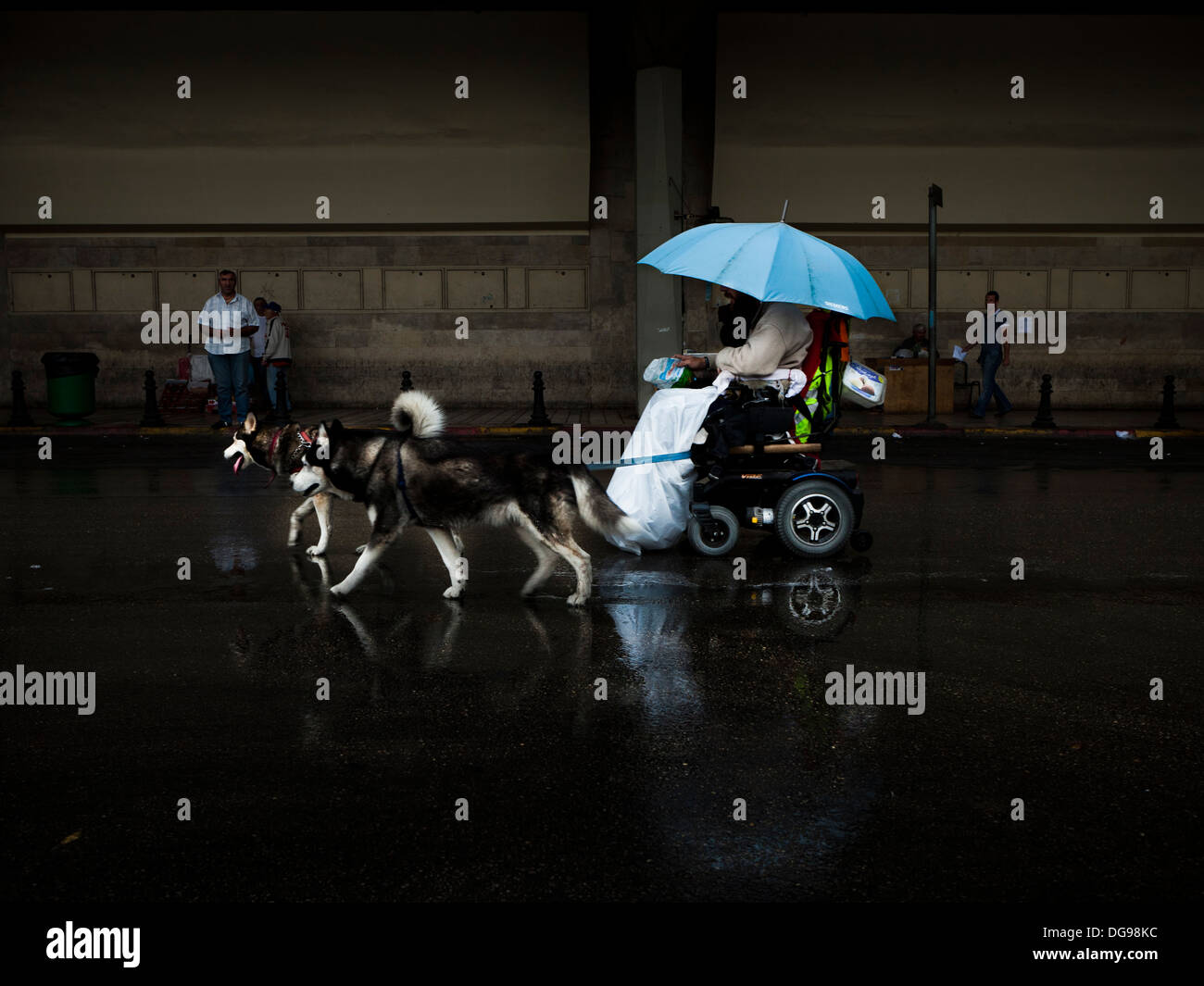 two huskies pulling a man in a wheelchair Stock Photo - Alamy