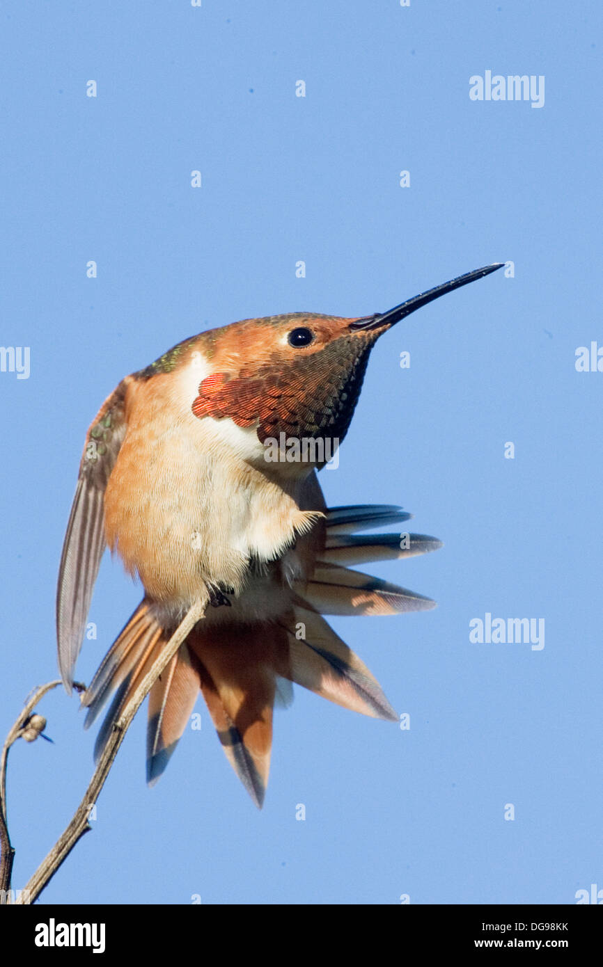 Hummingbird Ruffled Feathers High Resolution Stock Photography and ...