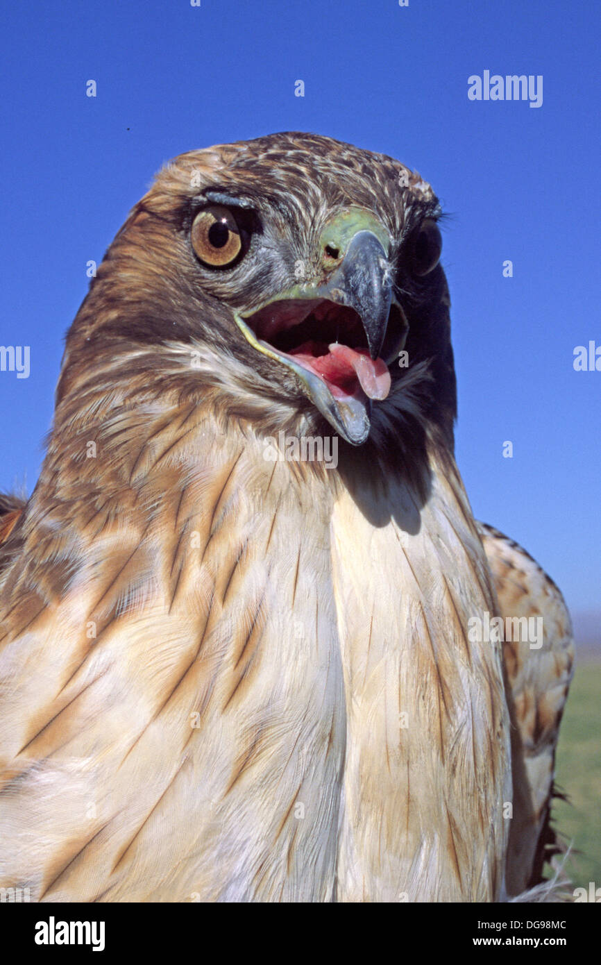 Red-Tailed Hawk closeup showing tongue.(Buteo jamaicensis).Antelope ...