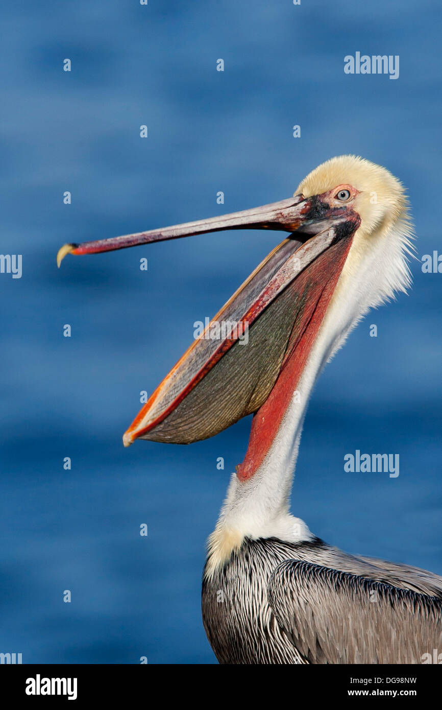 Brown pelican in breeding colors hi-res stock photography and images ...