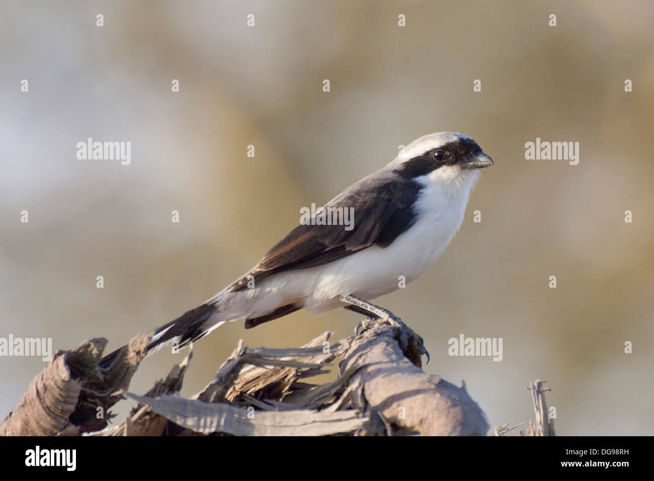 White-Crowned Shrike.(Eurocephalus ruppelli).Serengeti National Park ...