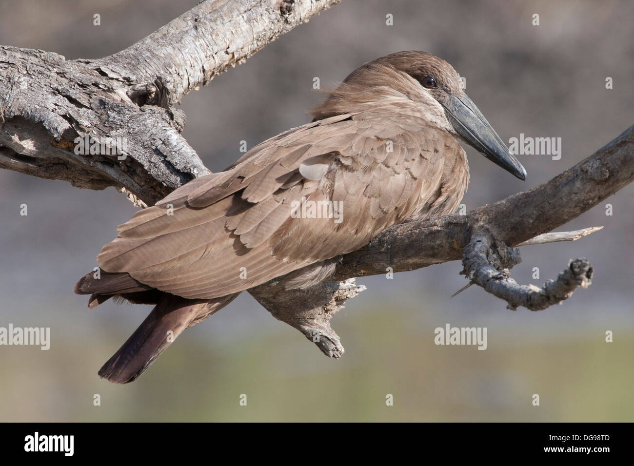 Species scopus umbretta hi-res stock photography and images - Alamy