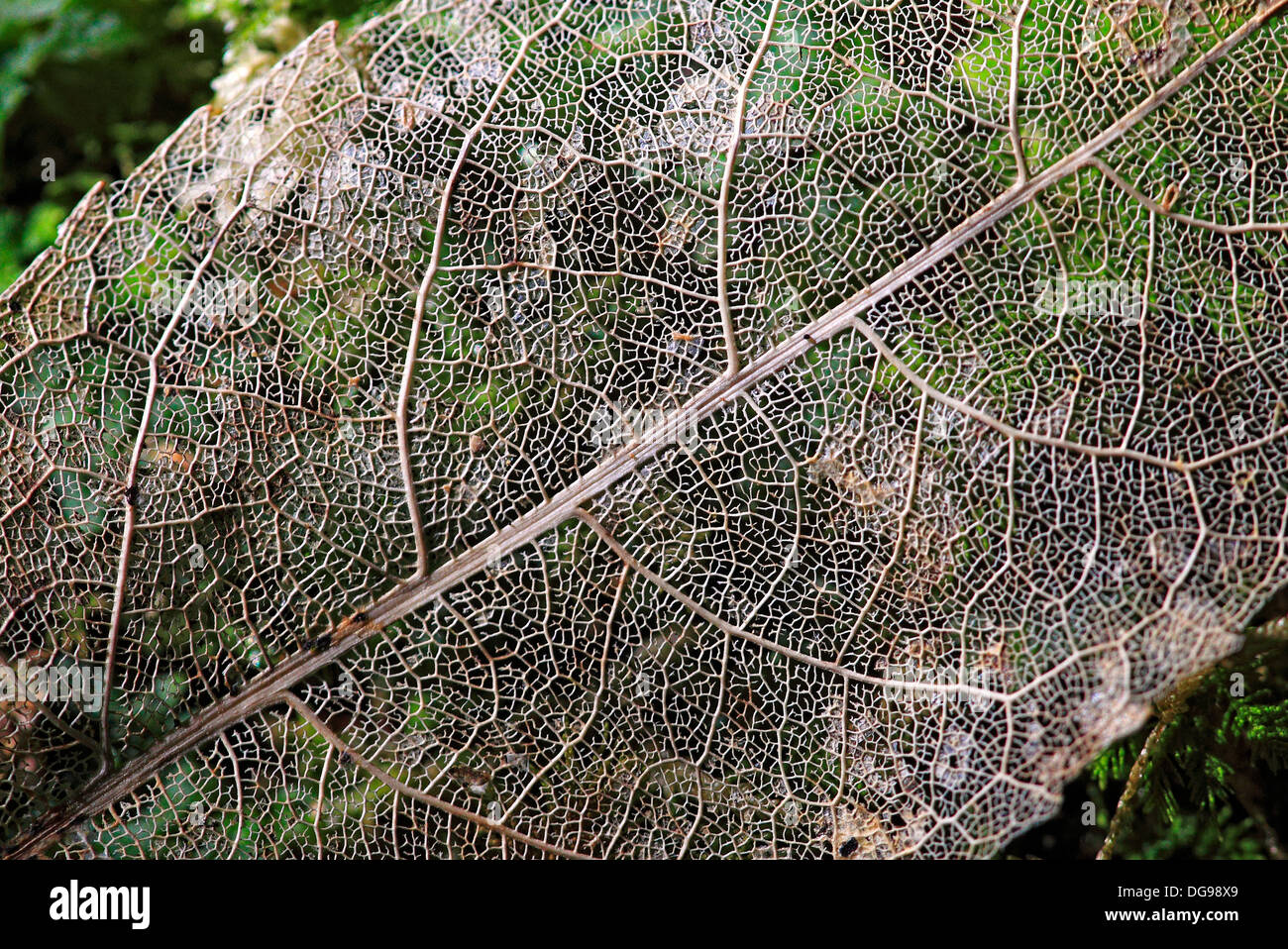 Leaf skeleton hi-res stock photography and images - Alamy