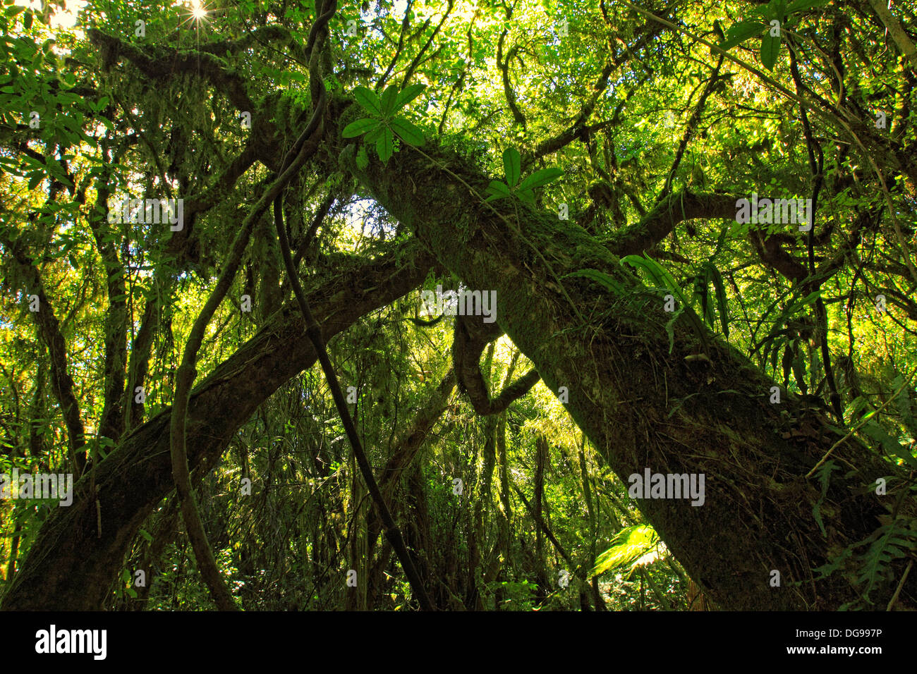 Native forest, New Zealand Stock Photo - Alamy