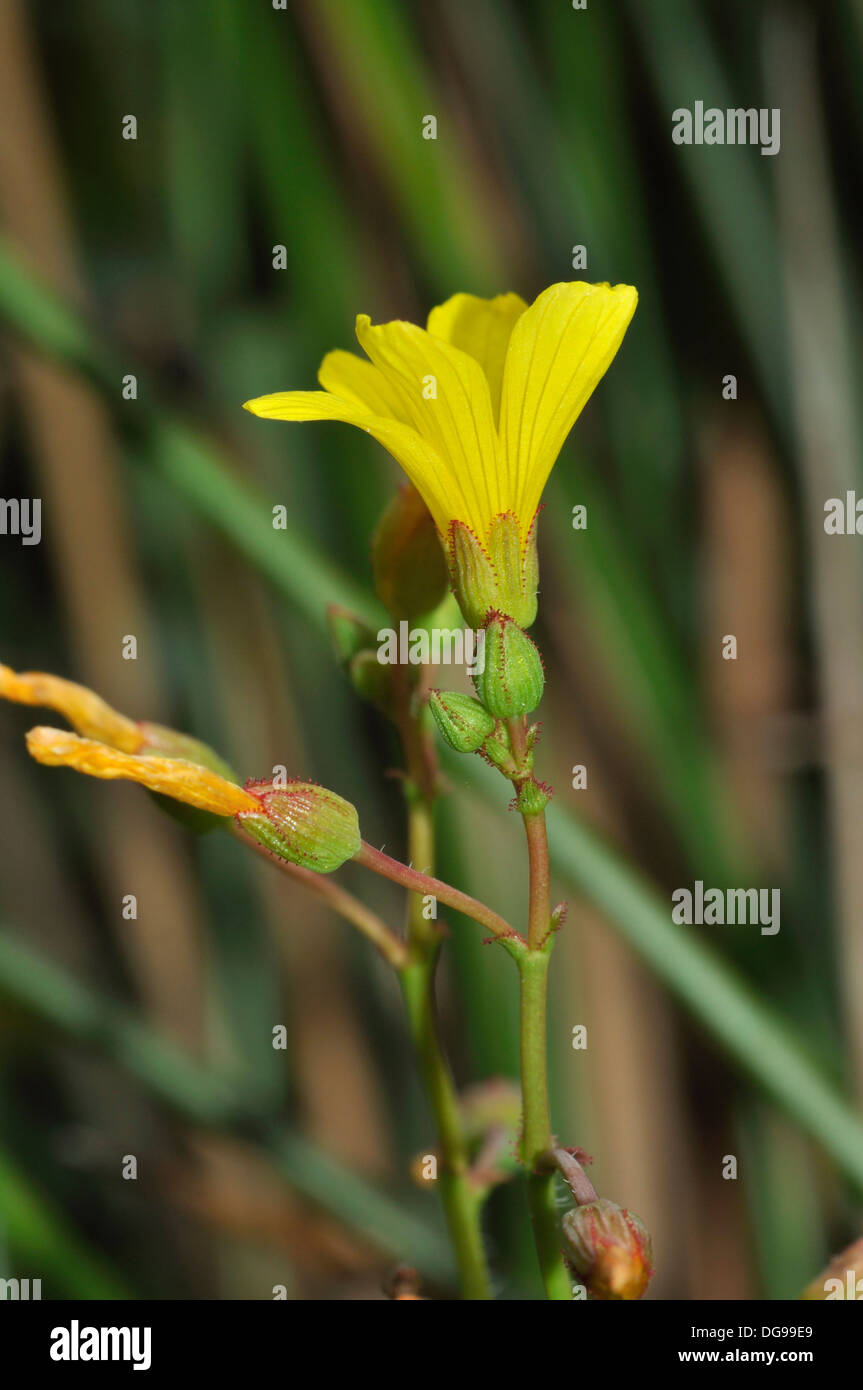 Marsh St John's-wort - Hypericum elodes Stock Photo - Alamy