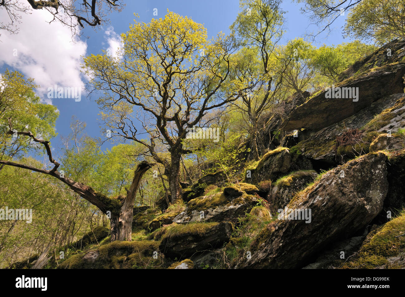 Steep Sessile Oak Woodland, RSPB Dinas, Carmarthenshire, Wales Stock ...