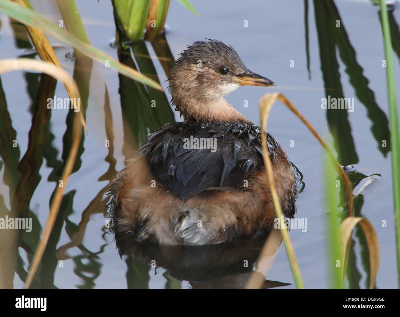 Juvenile little grebe hi-res stock photography and images - Alamy