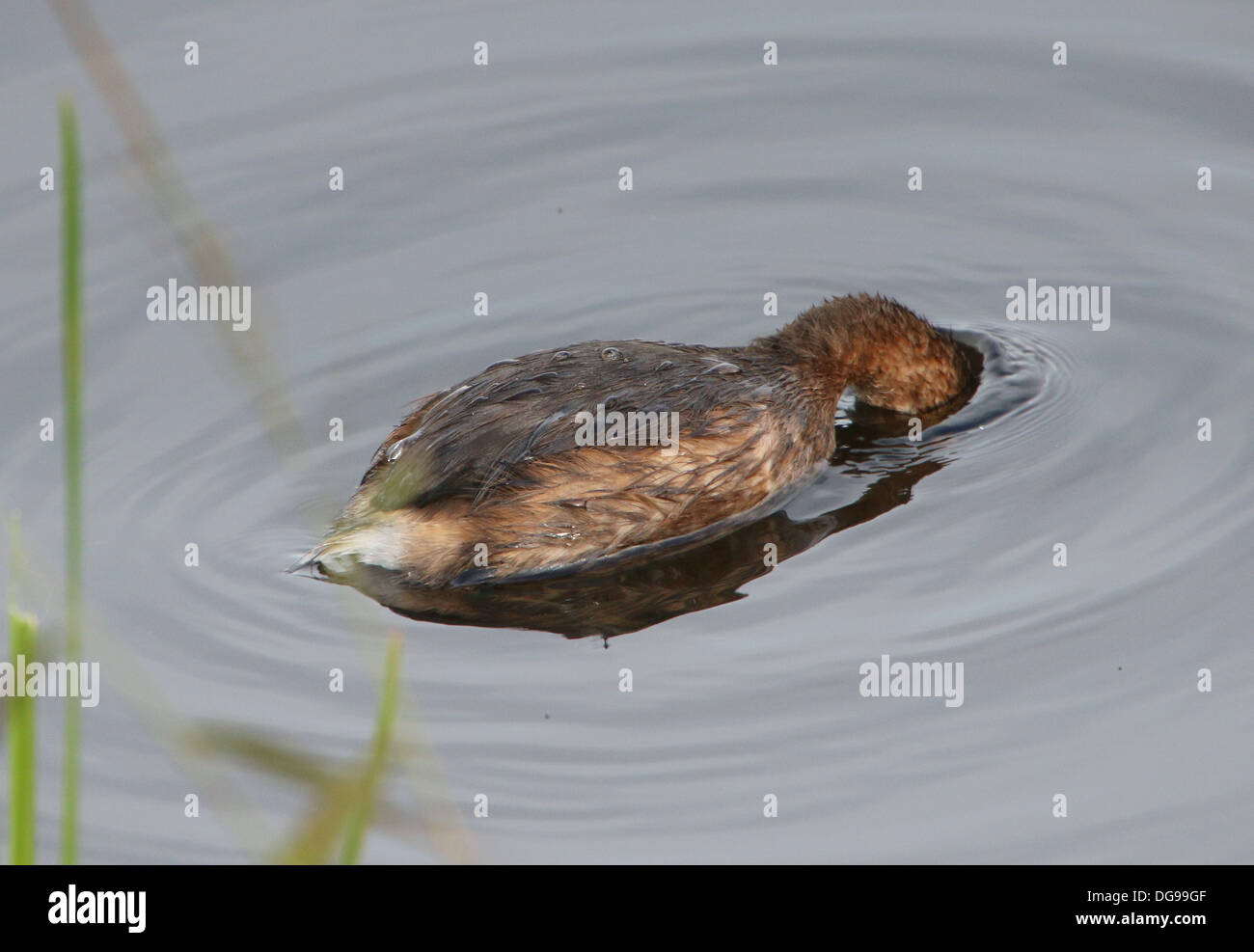 Grebe head under water hi-res stock photography and images - Alamy