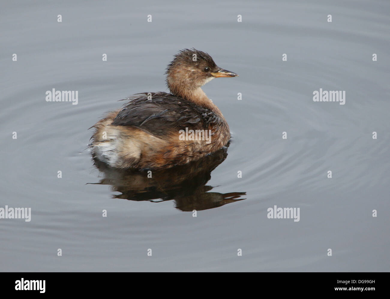 Juvenile little grebe hi-res stock photography and images - Alamy