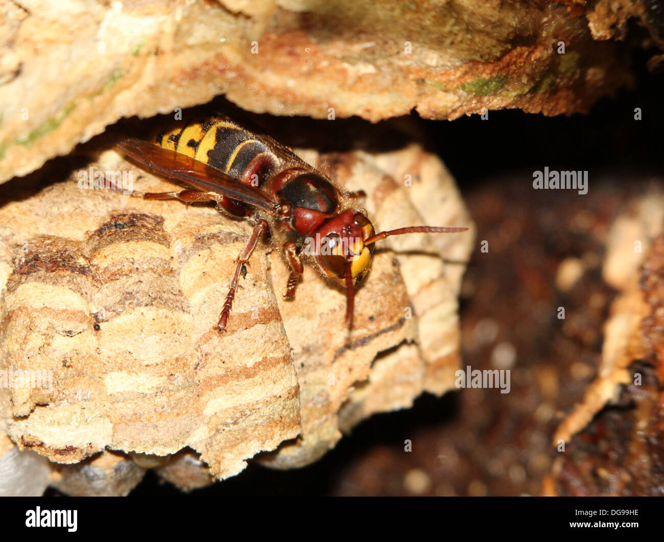 European hornet (Vespa crabro) emerging from the entrance of the nest ...