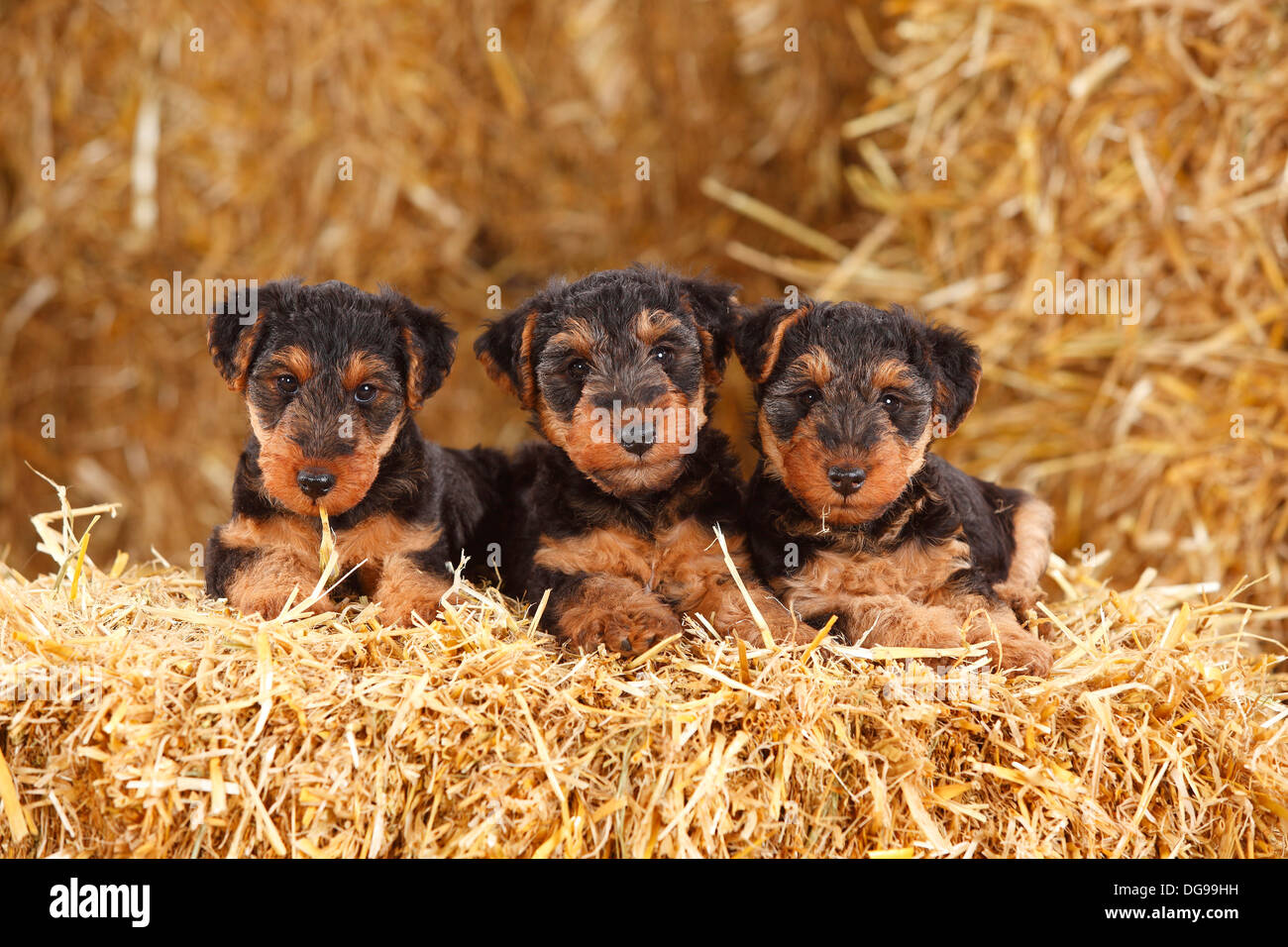 Welsh Terrier, puppies, 7 weeks |Welsh-Terrier, Welpen, 7 Wochen Stock ...