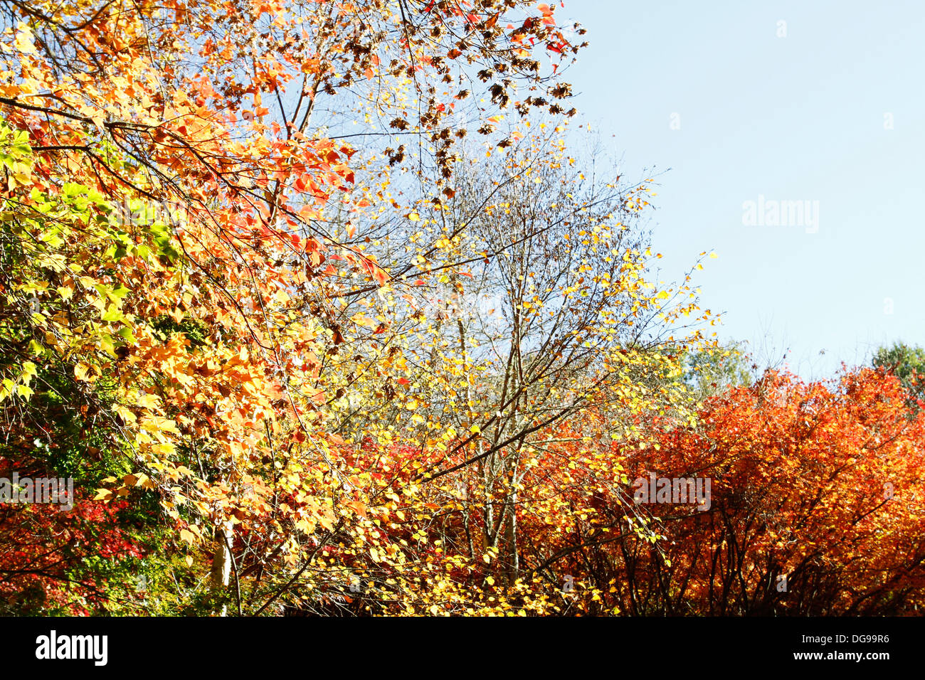 Leaves changing in the forest hi-res stock photography and images - Alamy