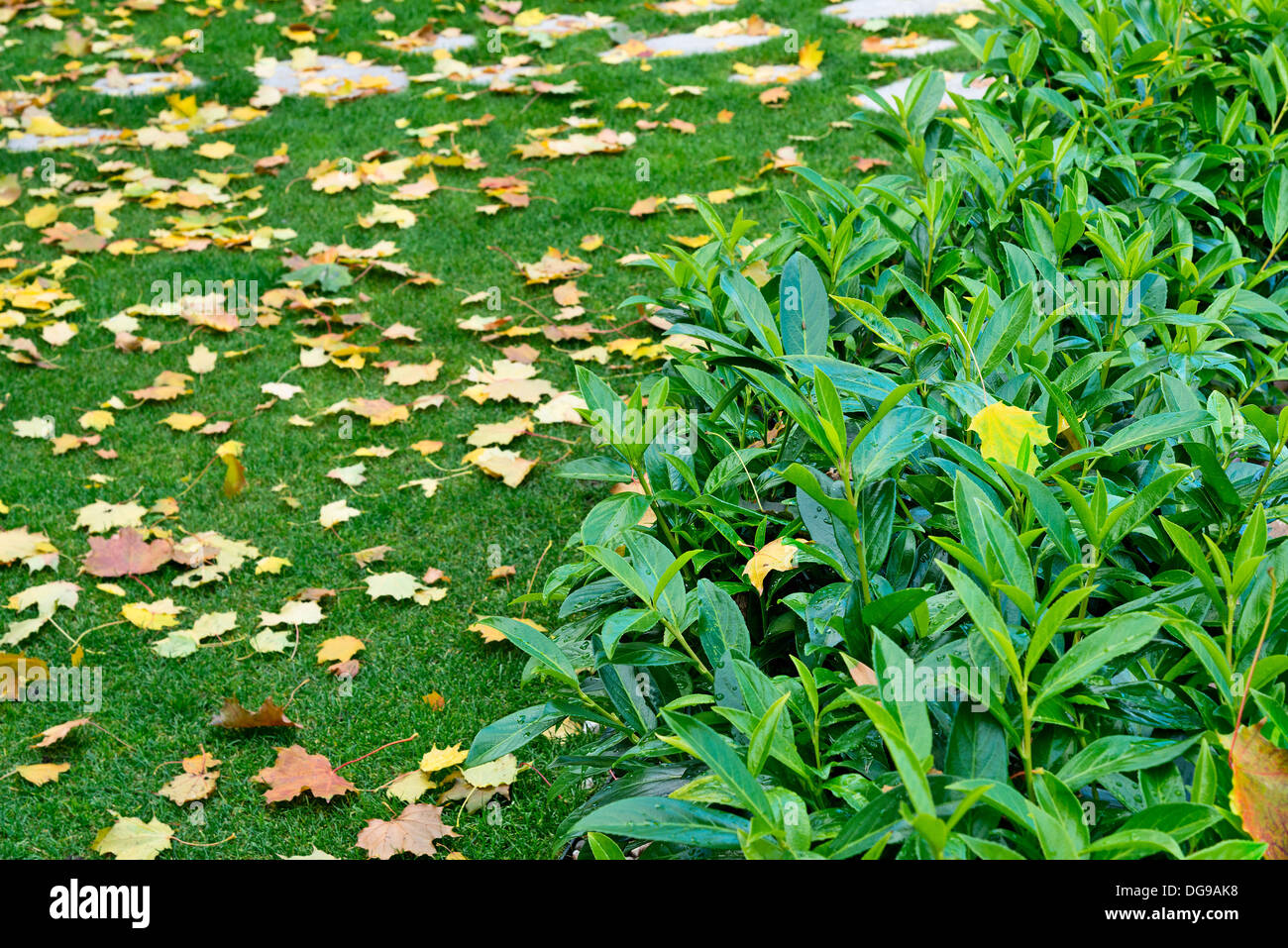 Autumn with nature and leaves hi-res stock photography and images - Alamy