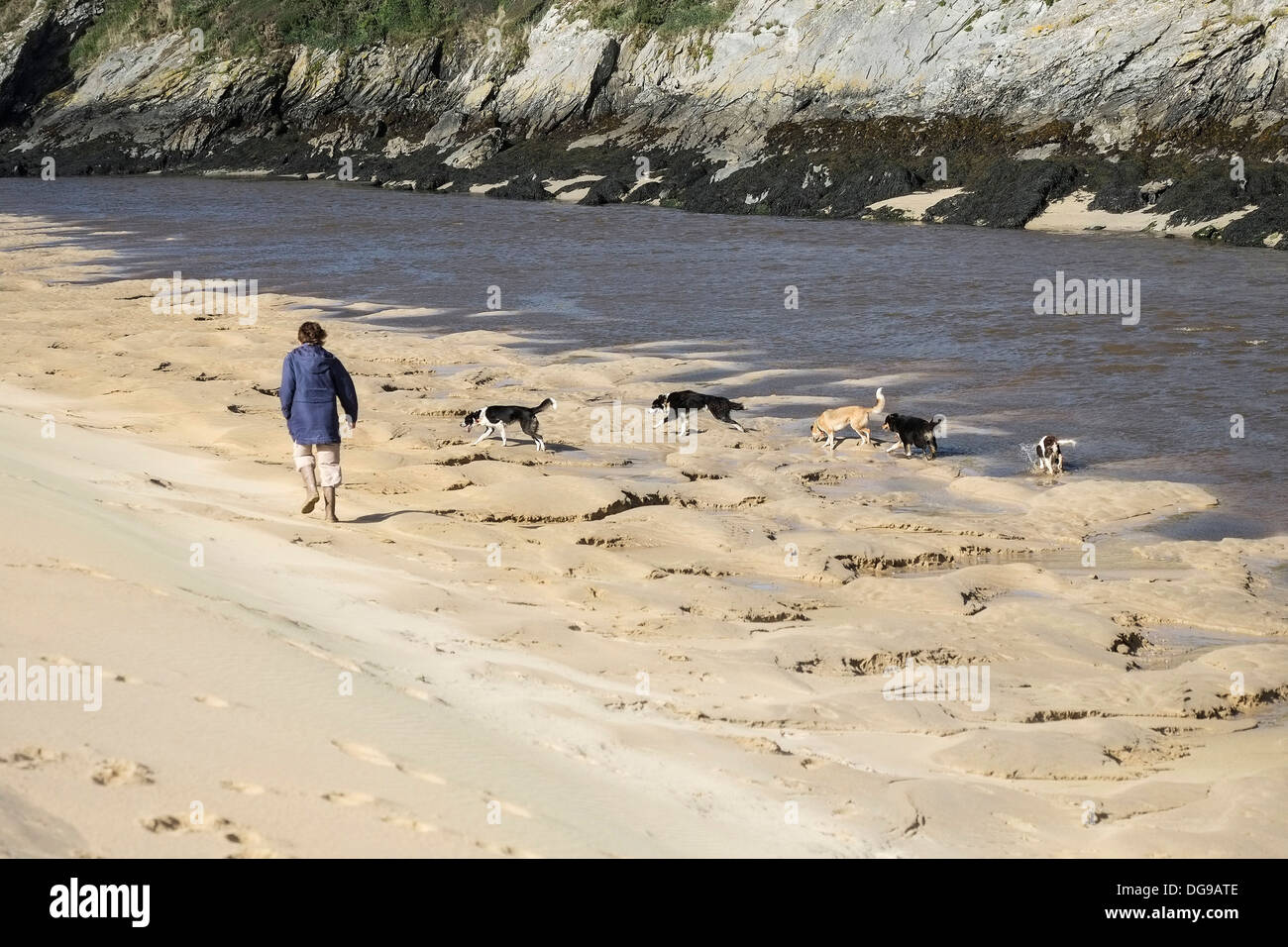 Five dogs playing in the River Gannel at low tide Stock Photo - Alamy