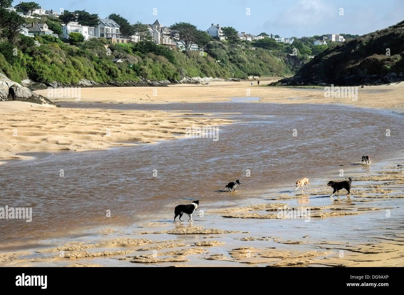 Five dogs playing in the River Gannel at low tide Stock Photo - Alamy