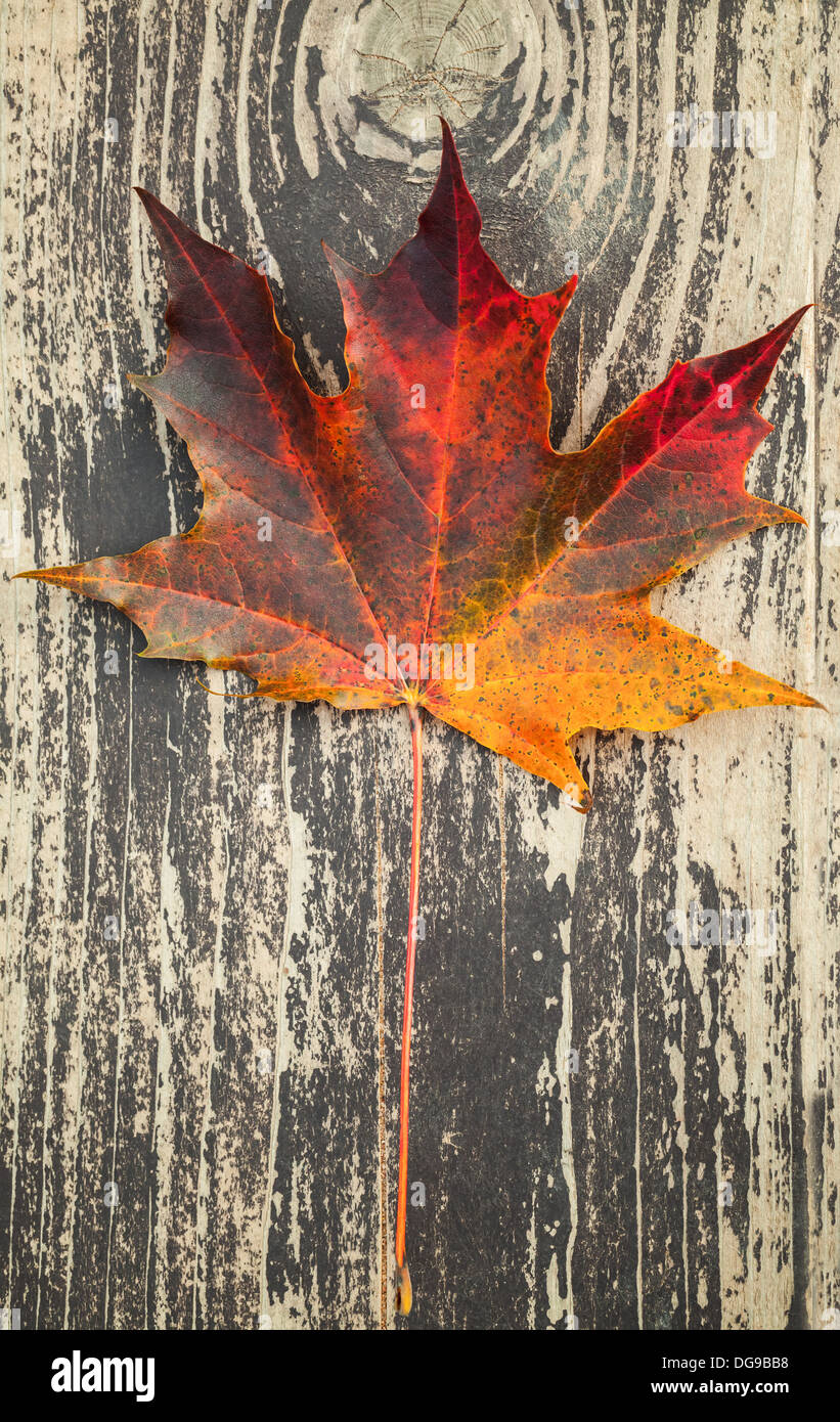 Old maple leaf hi-res stock photography and images - Alamy