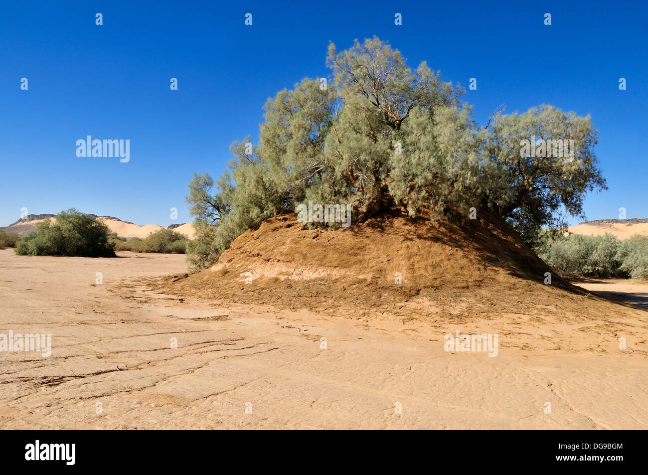 Tamarisk sahara desert hi-res stock photography and images - Alamy