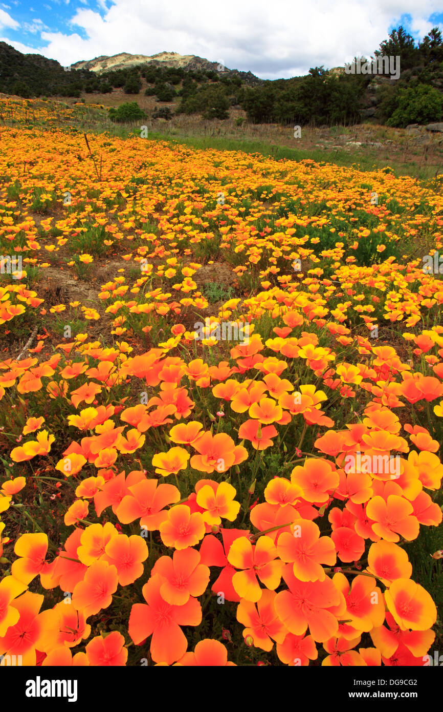 Golden poppy hi-res stock photography and images - Alamy