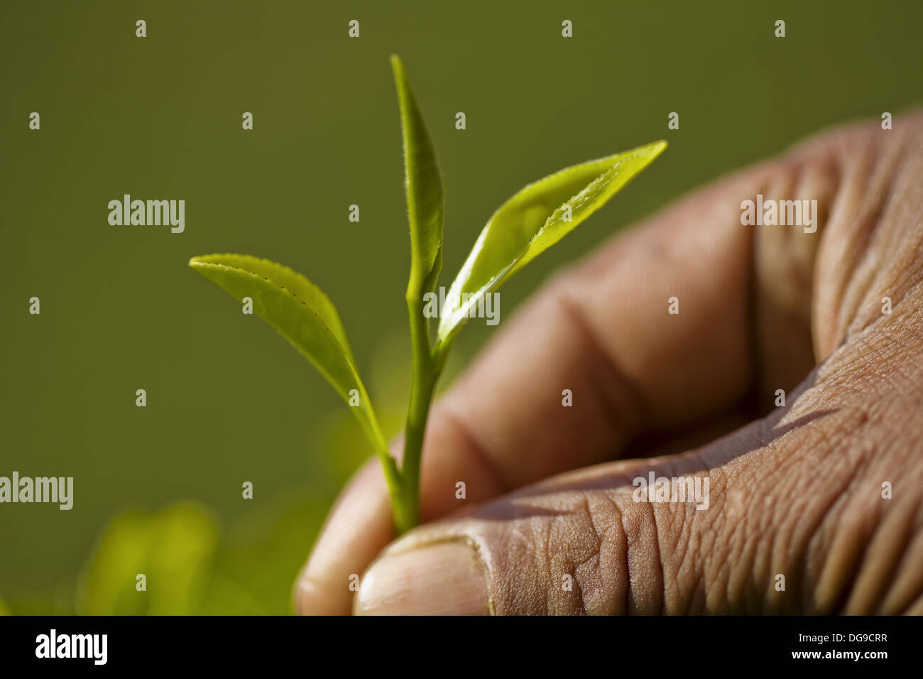 Two leaves bud tea leaf hi-res stock photography and images - Alamy