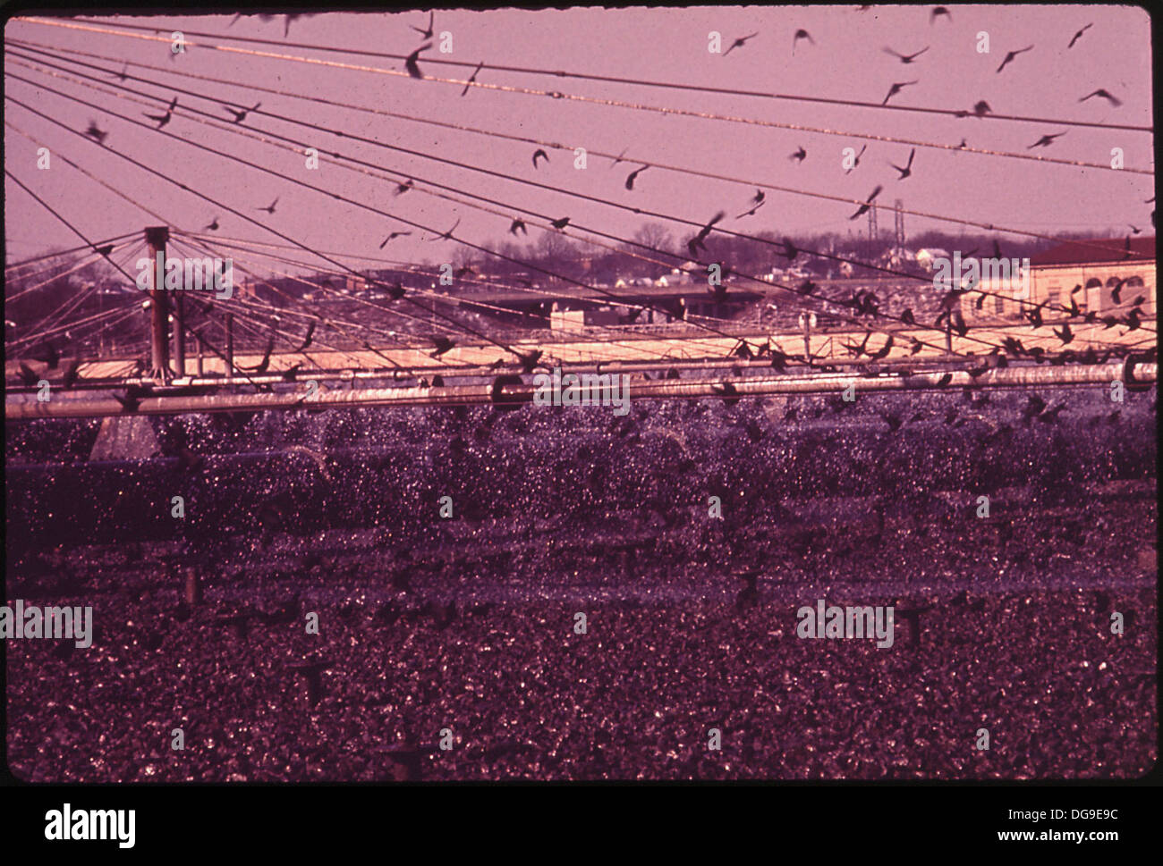 The Back River Sewage Treatment Plant is shown with filters and birds ...