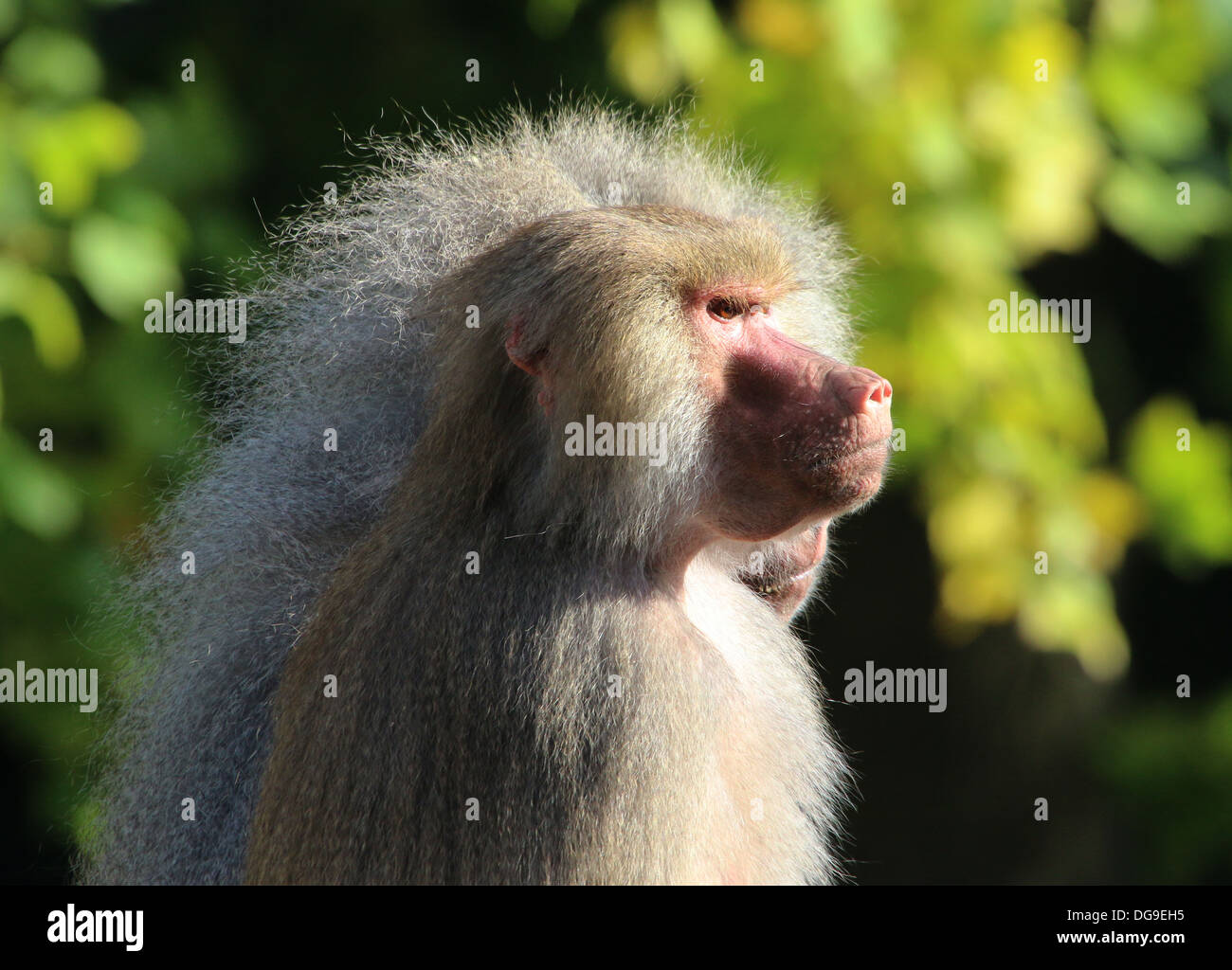 Hamadryas baboon hi-res stock photography and images - Alamy