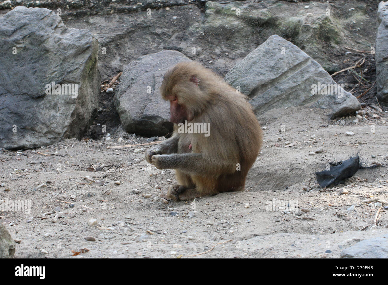 Hamadryas baboon (Papio hamadryas, a.k.a Sacred Baboon Stock Photo - Alamy