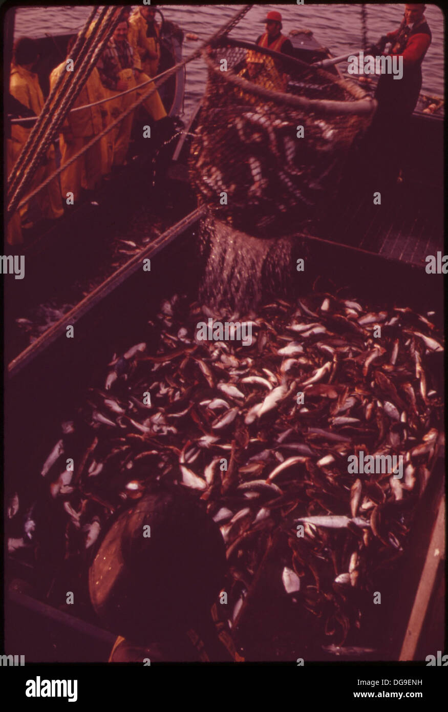 FISHERMEN LOAD FISH FROM TRAP NET ONTO THEIR BOATS. TRAP NETS ARE SET ...