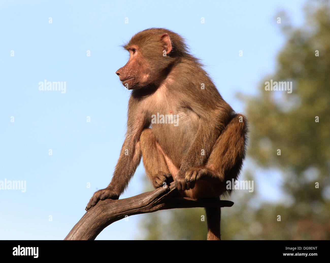 Juvenile African Hamadryas baboon (Papio hamadryas, a.k.a Sacred Baboon ...