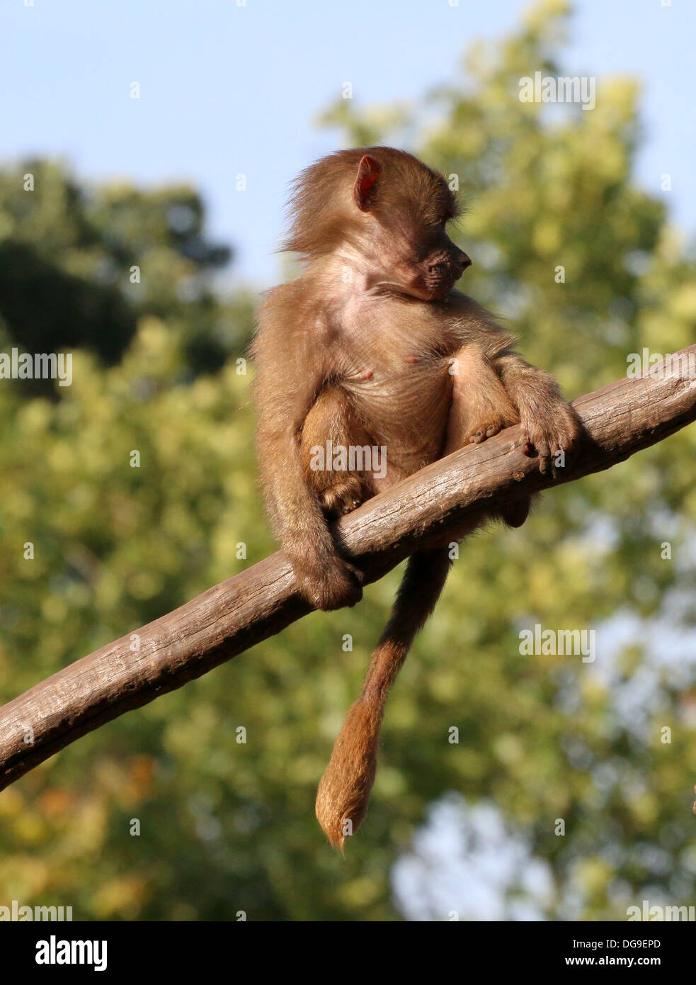 Young Hamadryas baboon (Papio hamadryas, a.k.a Sacred Baboon) on a ...