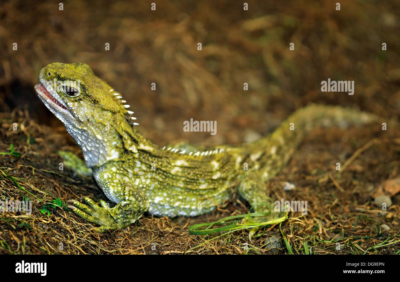 Sphenodon punctatus, Hatteria, Tuatara Stock Photo - Alamy
