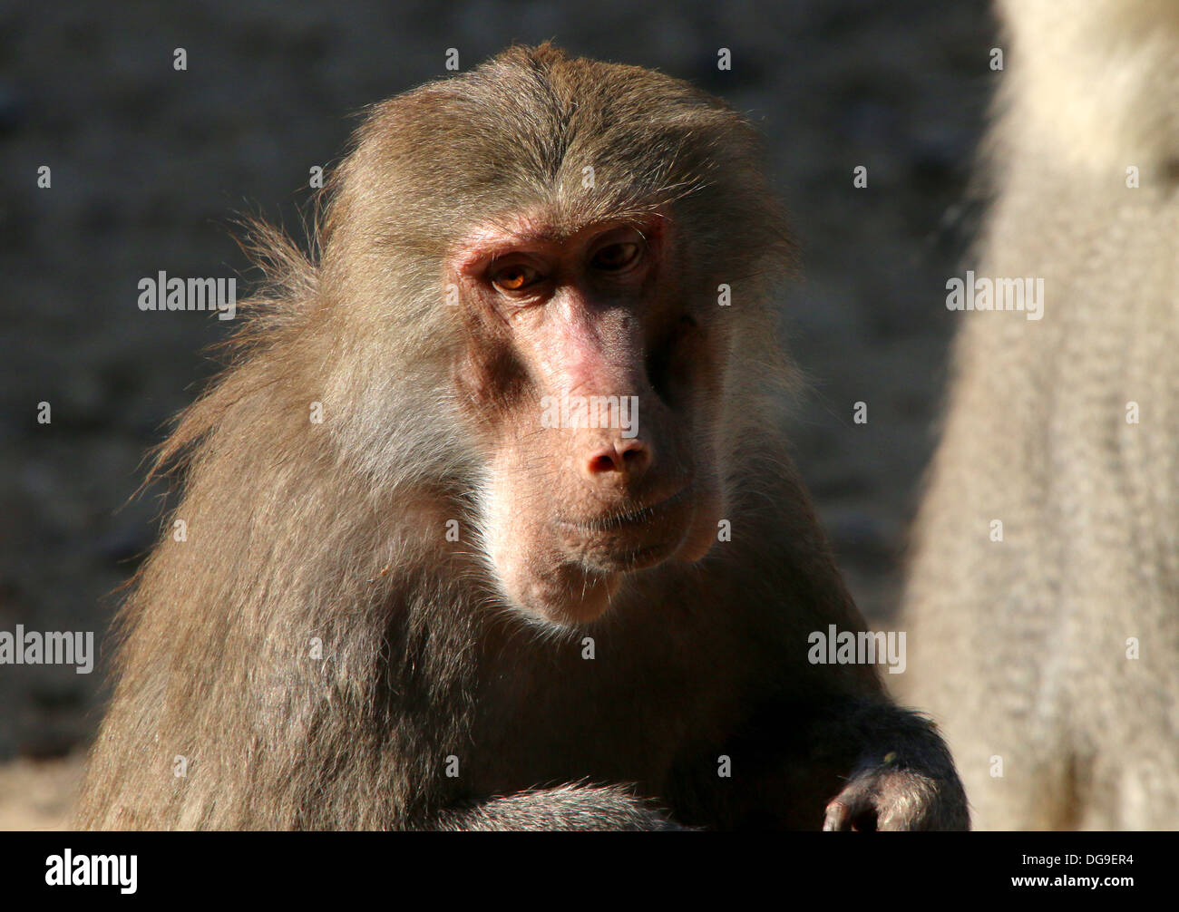Cheek pouch hi-res stock photography and images - Alamy