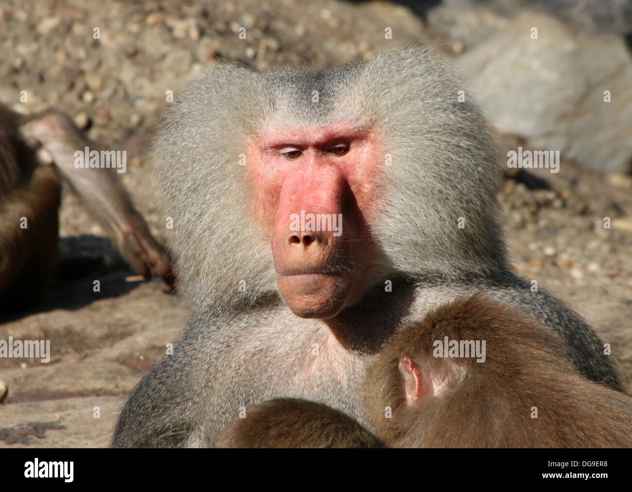 Babouin hamadryas hi-res stock photography and images - Alamy