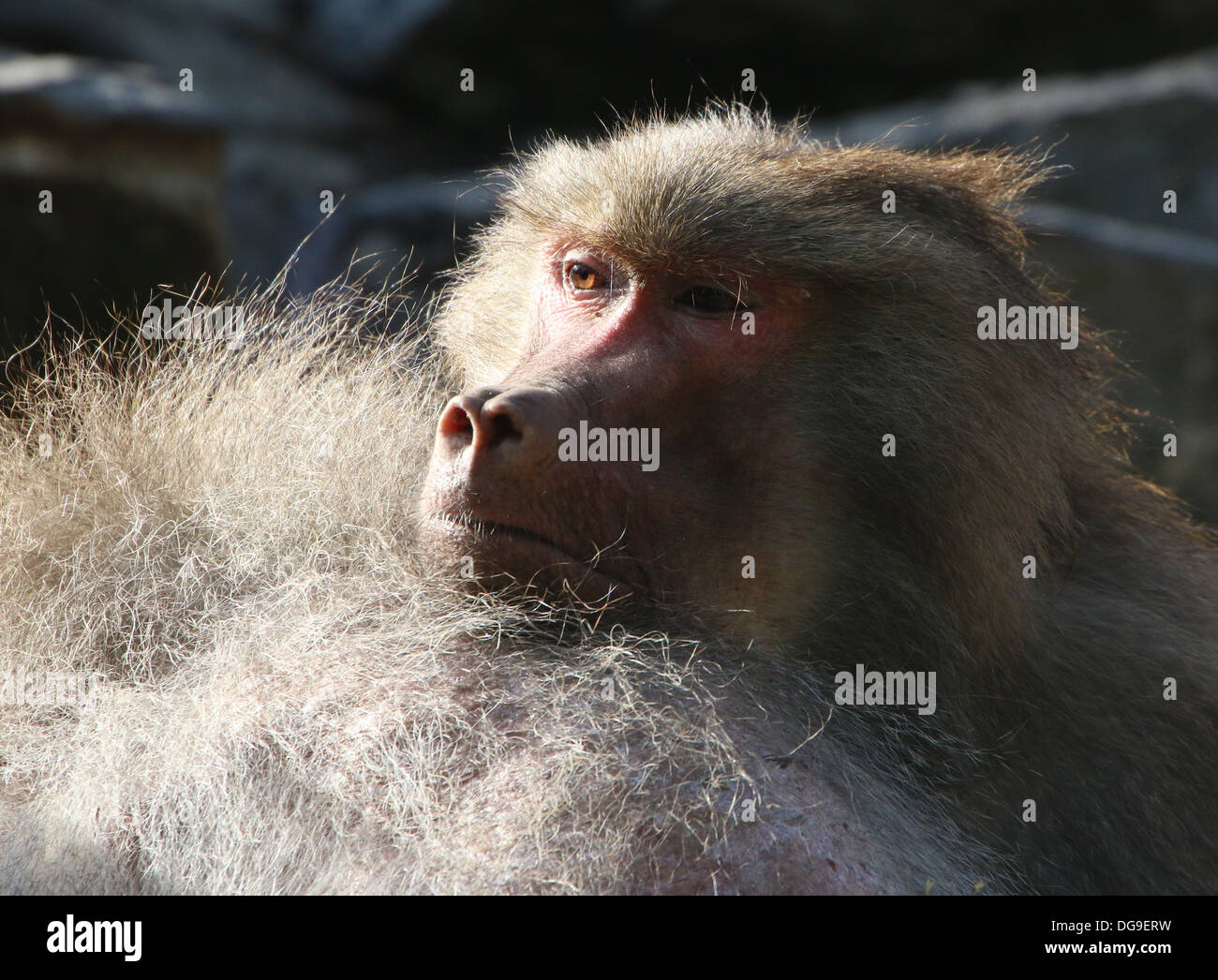 Hamadryas face close up hi-res stock photography and images - Alamy
