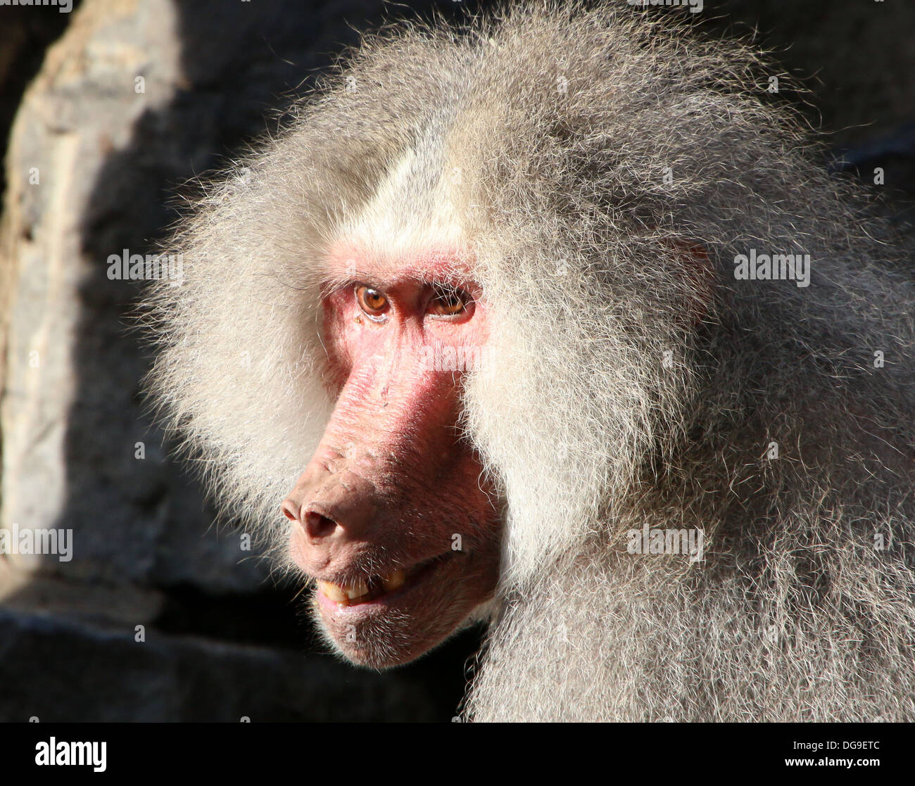 Baboon baring teeth hi-res stock photography and images - Alamy