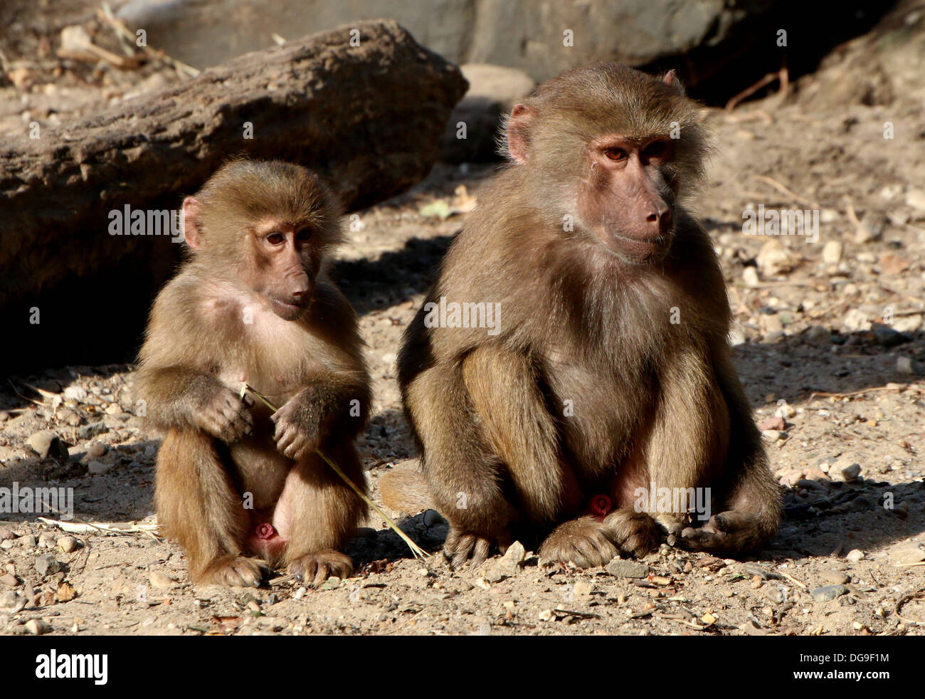Tow young Hamadryas baboons (Papio hamadryas, a.k.a Sacred Baboon ...